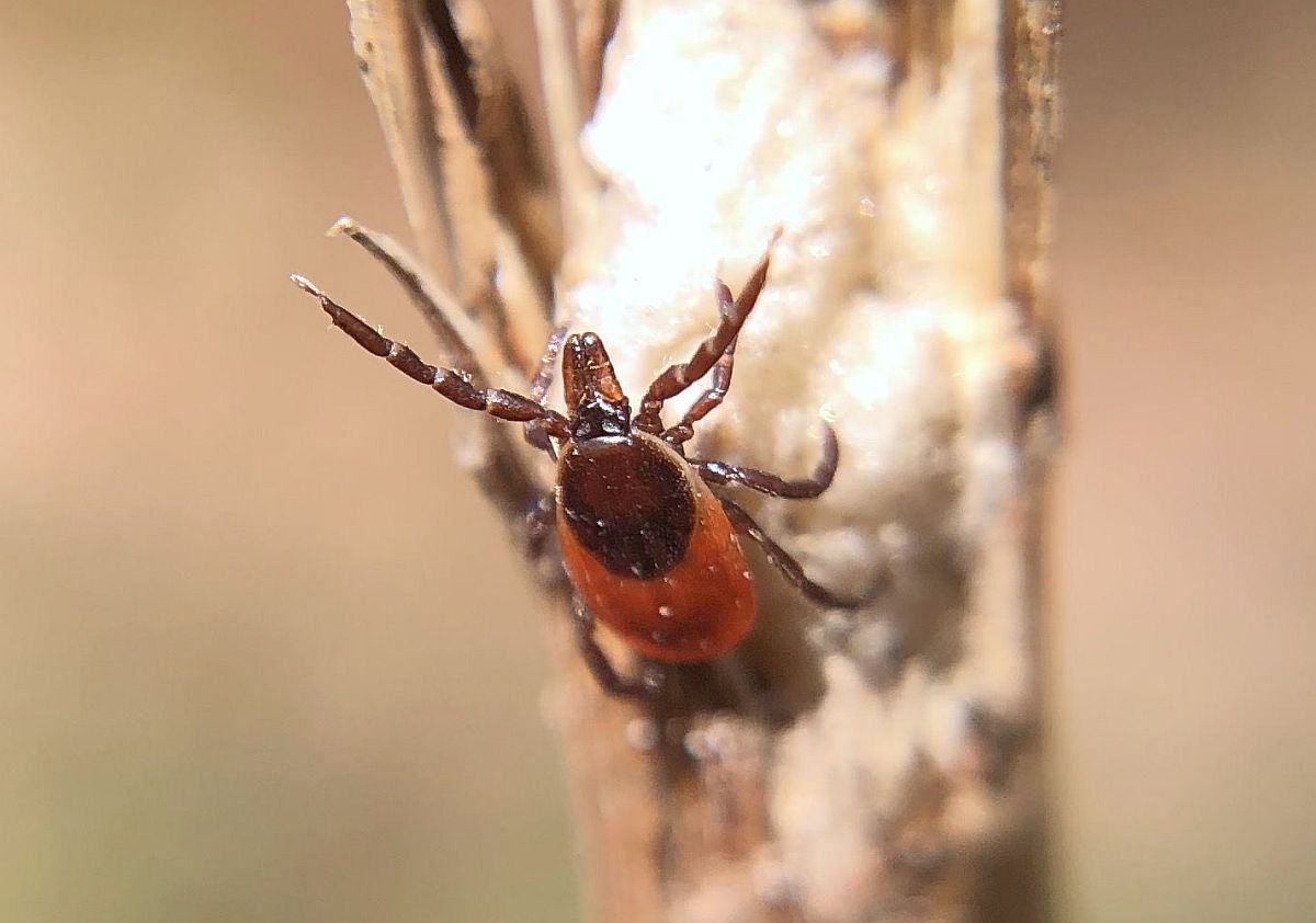 It's tick season: Learn to protect yourself and your animals with free ...