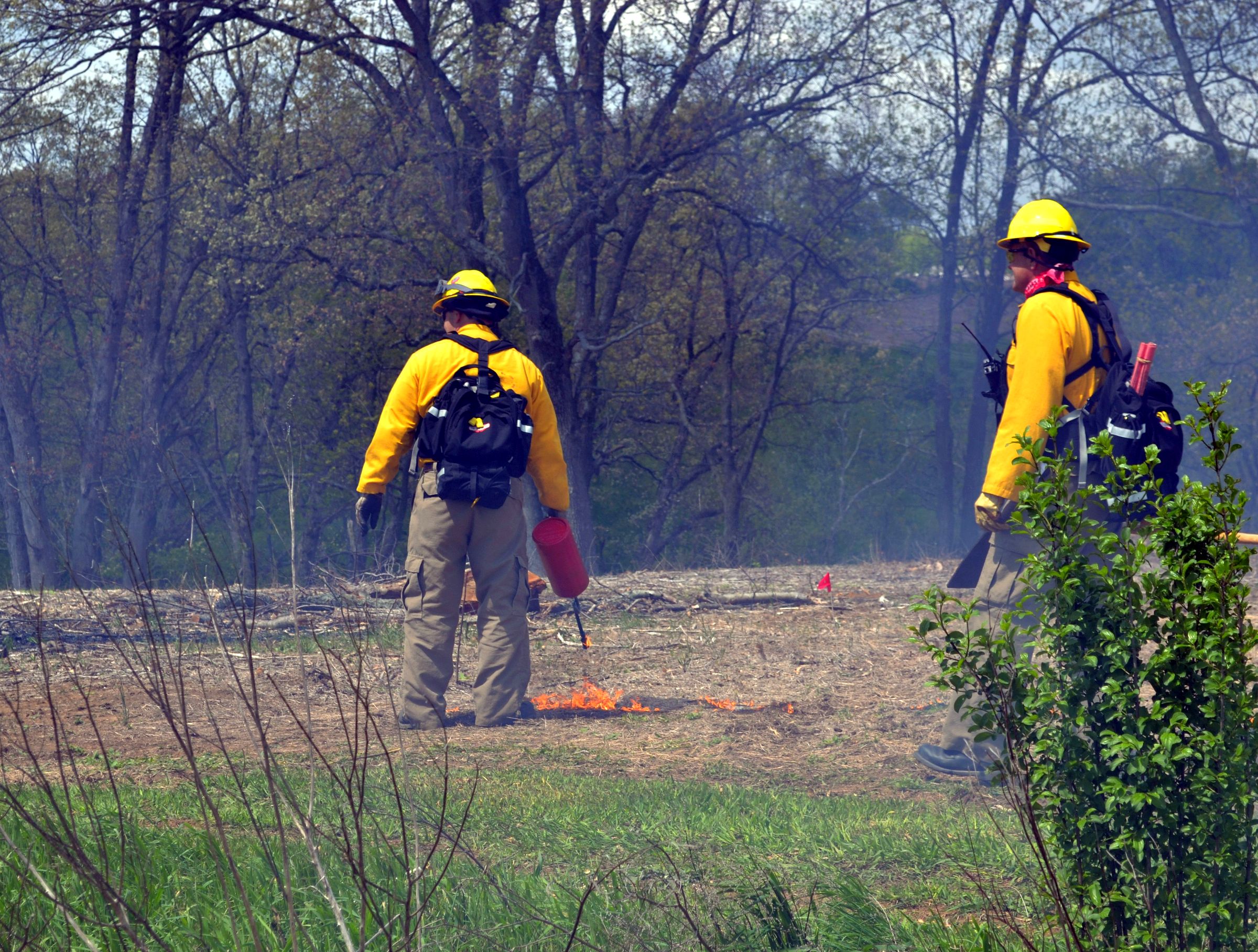 Prescribed fire could reduce tick populations and pathogen transmission ...
