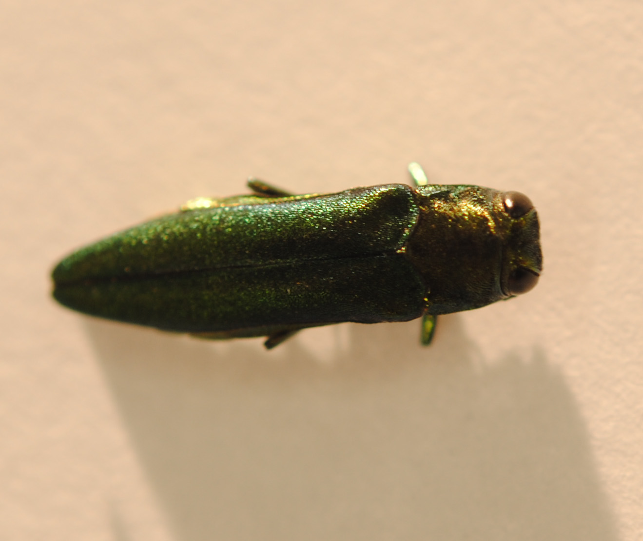 Insect decoys could protect ash trees | Penn State University