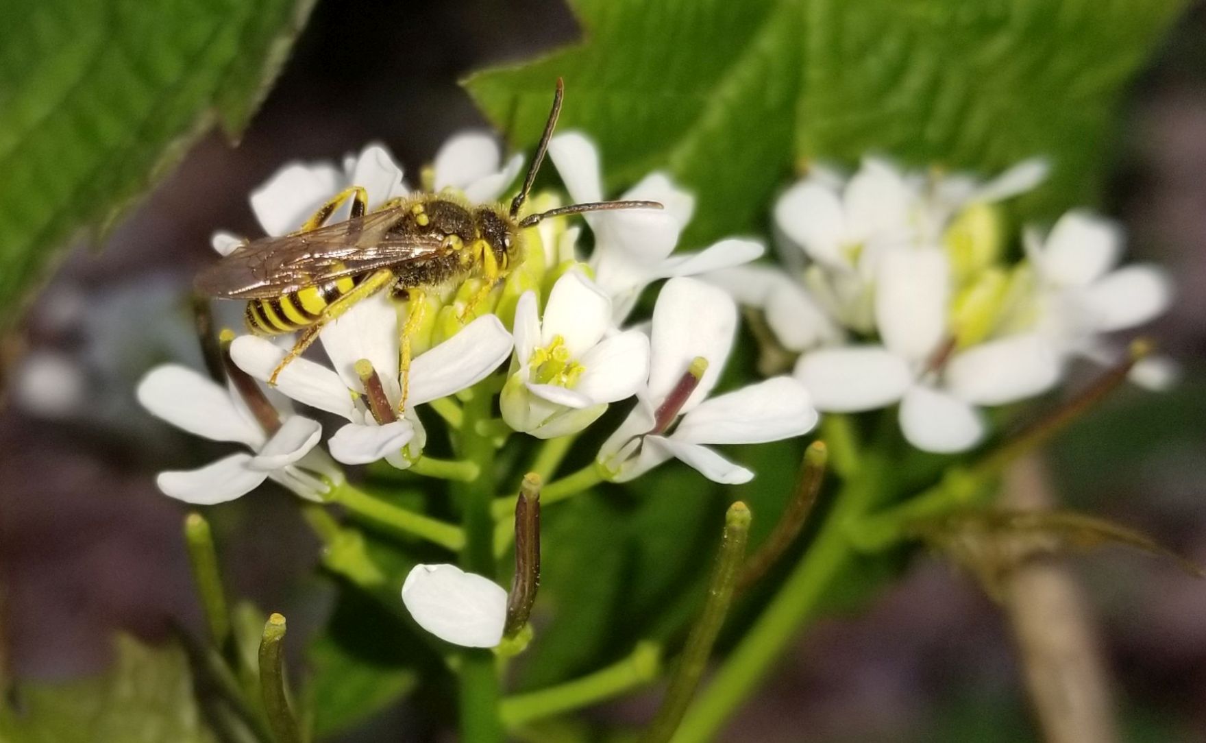 Checklist of Pa. bees documents 49 new species and some that may be ...