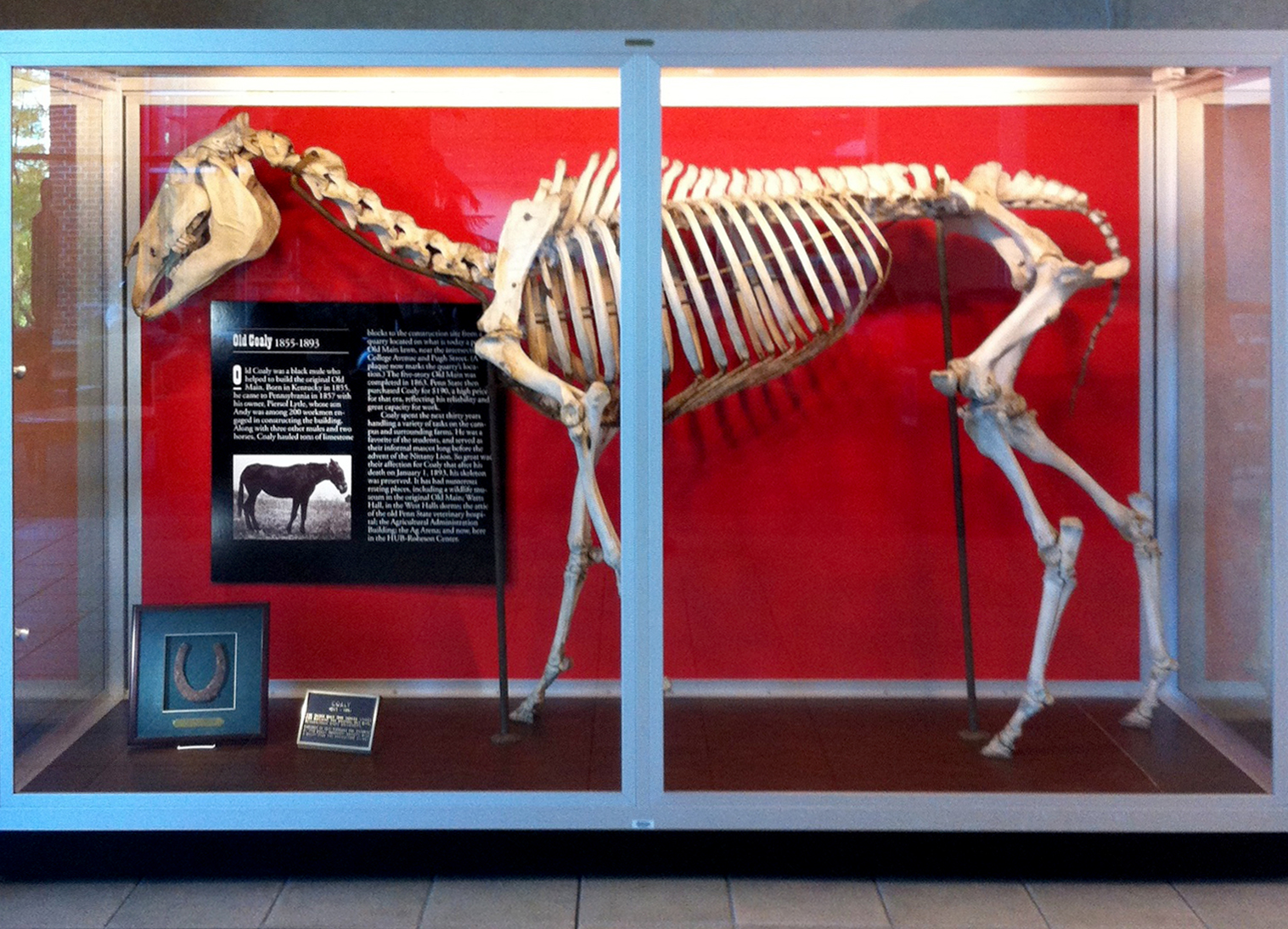 Dixie State Old Mascot