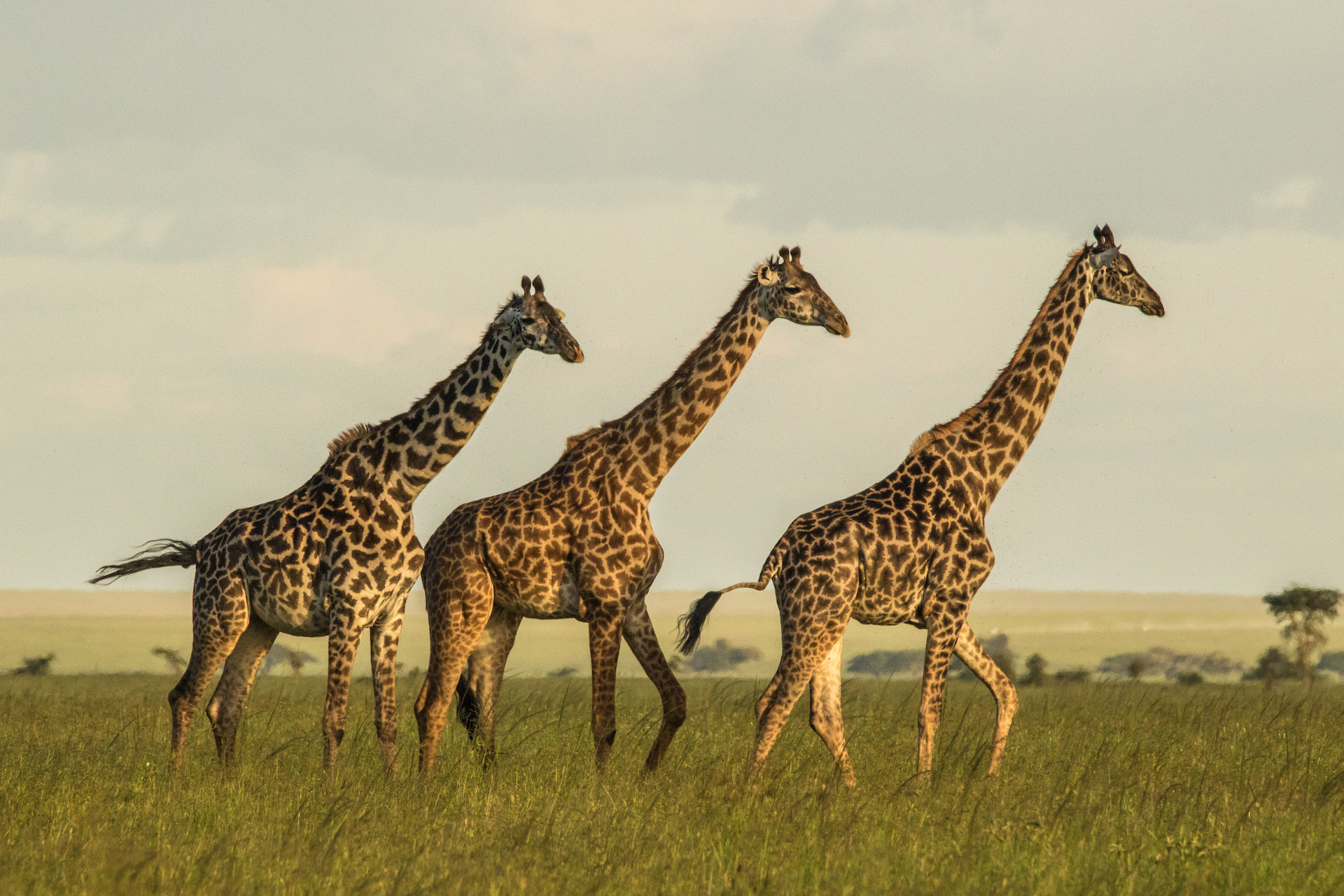 Masai giraffes more endangered than previously thought | Penn State ...