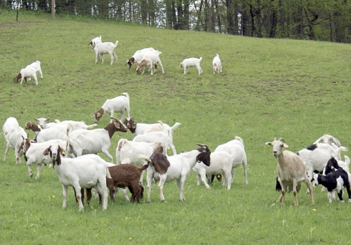 Penn State Extension offers forage quality workshop for sheep, goat ...