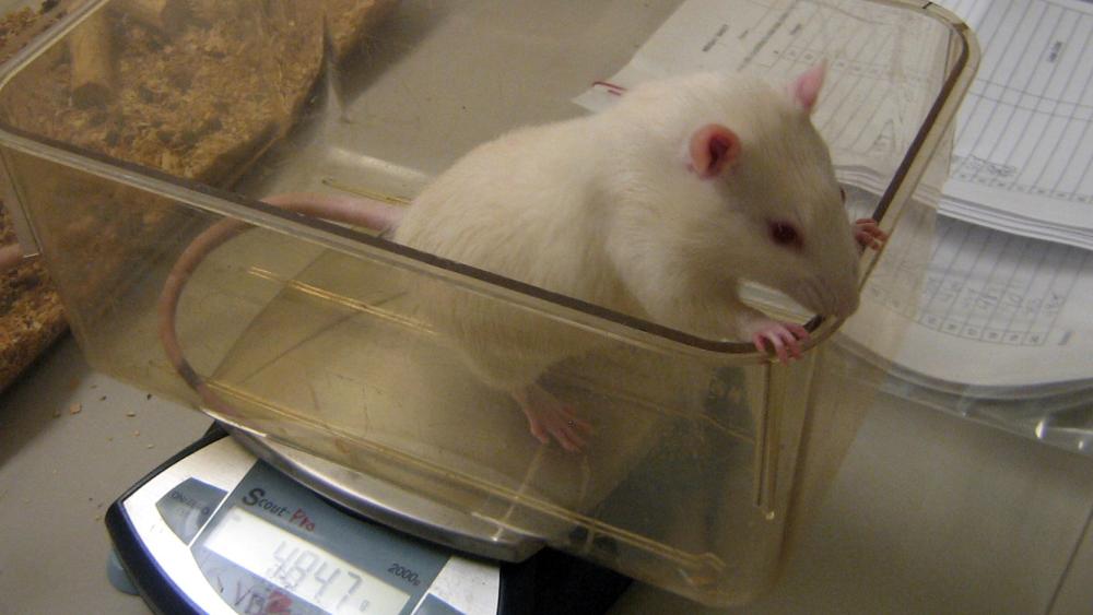Stress in adolescence prepares rats for future challenges | Penn State ...