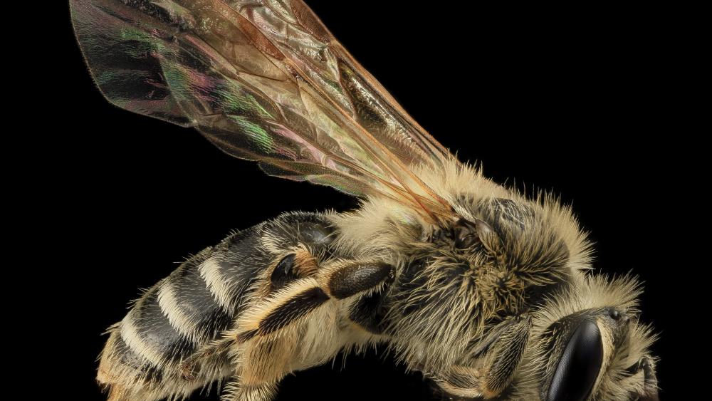 Climate change reduces the abundance and diversity of wild bees, study ...
