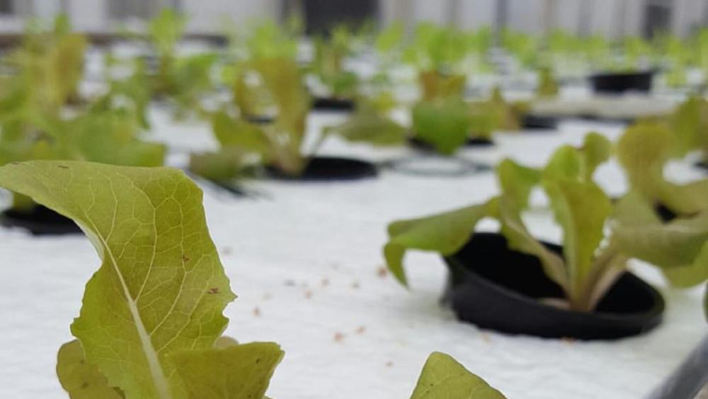 Learn how to grow hydroponic vegetables on a small scale | Penn State University