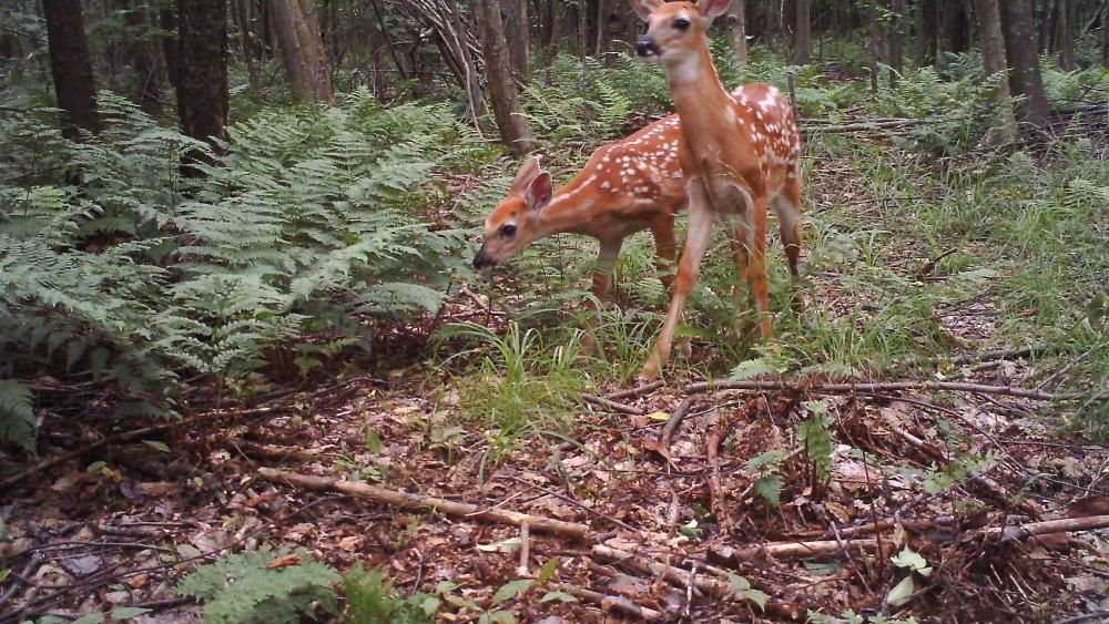 When fawns perceive constant danger from many sources, they almost seem ...