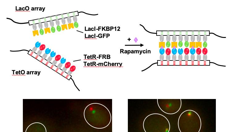 New, targeted method for probing the function of 3D chromosomal ...