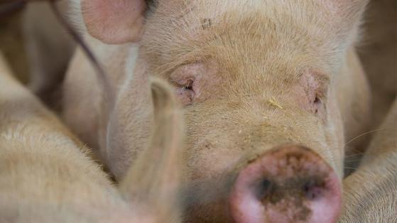 Penn State Extension holds ‘Farrowing Induction and Your Sows’ workshop ...