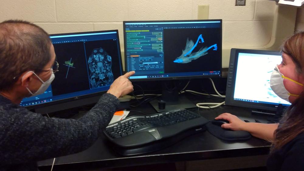 NIH-funded research to investigate lower jaw development | Penn State ...
