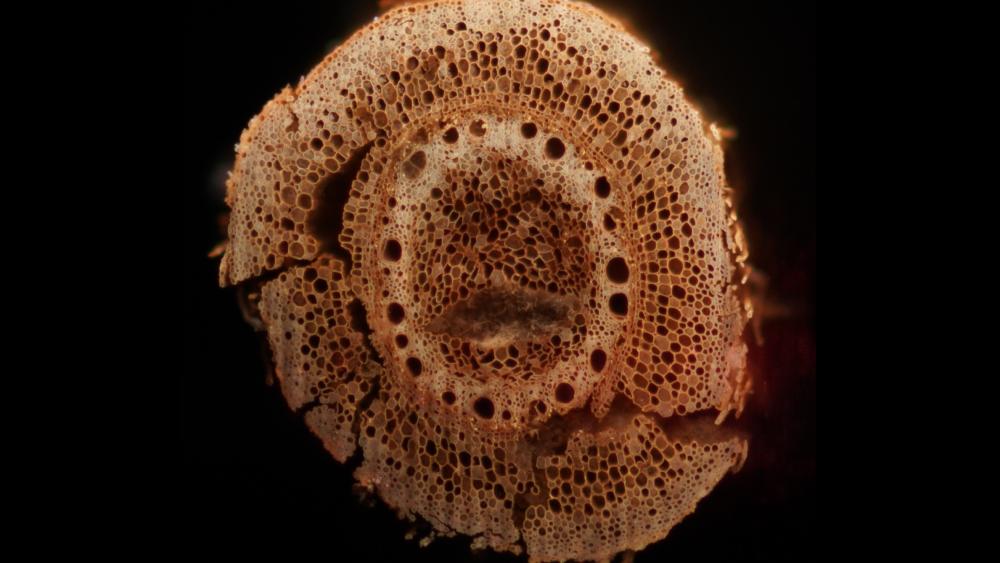 Getting to the root of corn domestication; knowledge may help plant ...