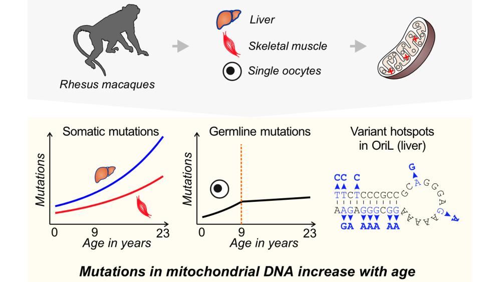 Are egg cells in aging primates protected from mutations? | Penn State ...
