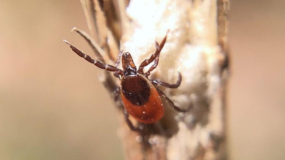 It's tick season: Learn to protect yourself and your animals with free ...