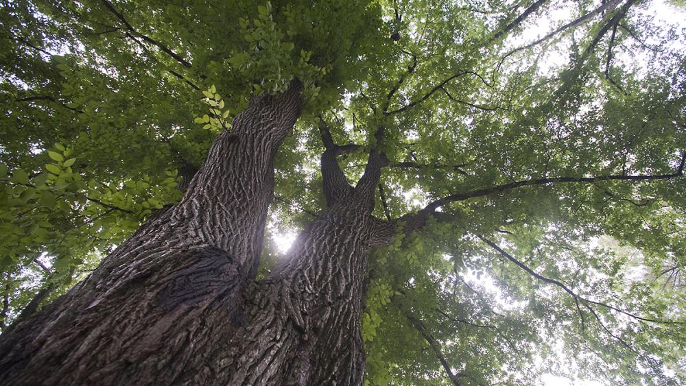 University Park elm tree spray moved to May 17-18 due to inclement ...