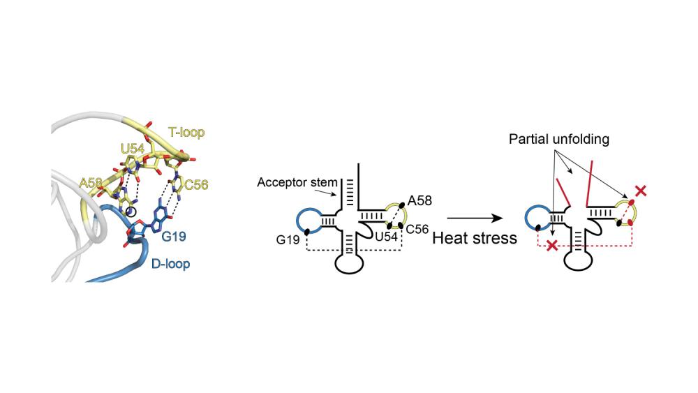 Determining the structure of small RNAs | Penn State University