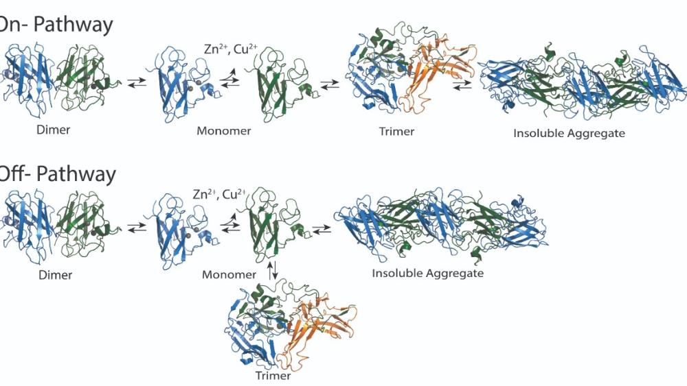 Toxic protein ‘variant’ may be the next target for ALS therapies | Penn ...
