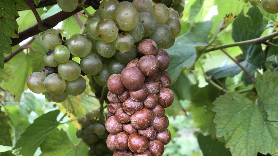 Plant pathology grad student receives NSF fellowship to study grapevine ...