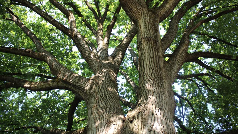 Campus elm trees to be sprayed July 5-6 | Penn State University