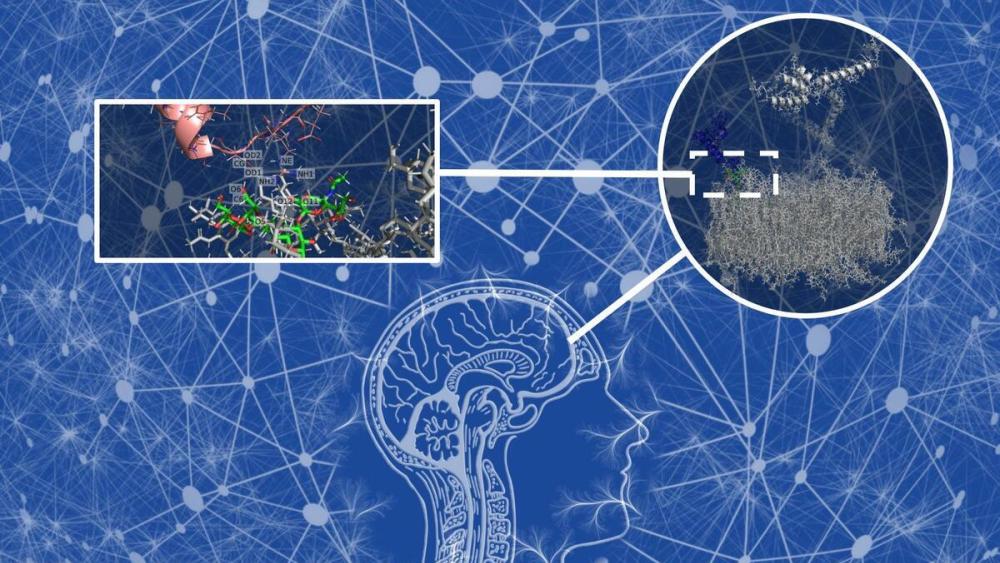 Neuron membrane lipid may contribute to Alzheimer’s development ...