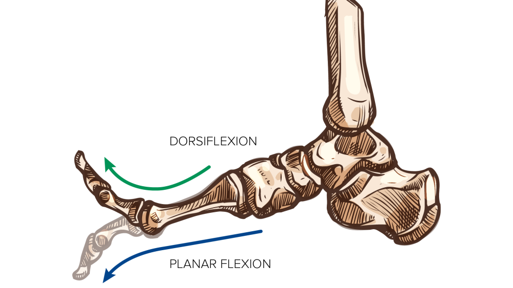 New insights found about how feet work when people walk | Penn State ...