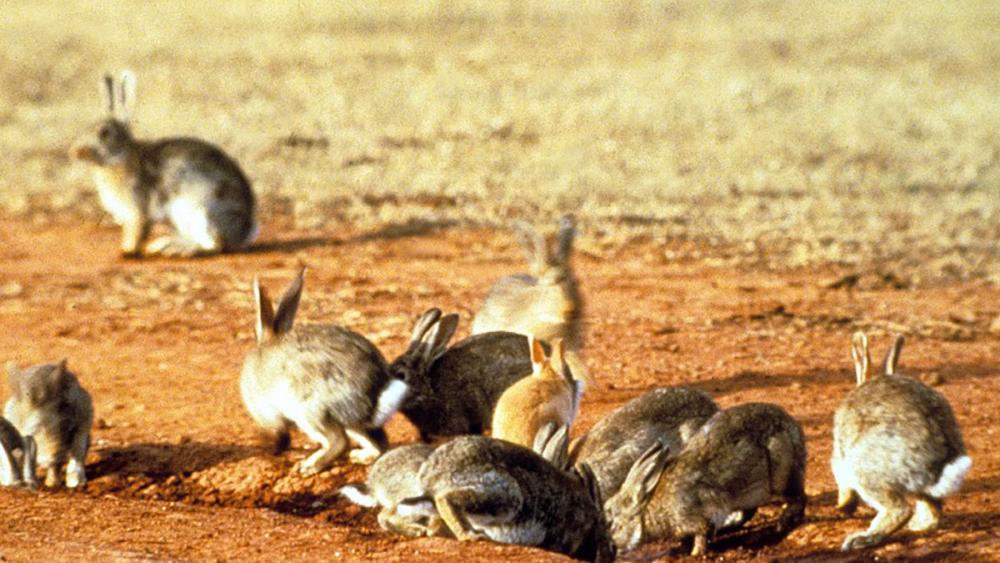 Rabbit virus has evolved to become more deadly, new research finds ...