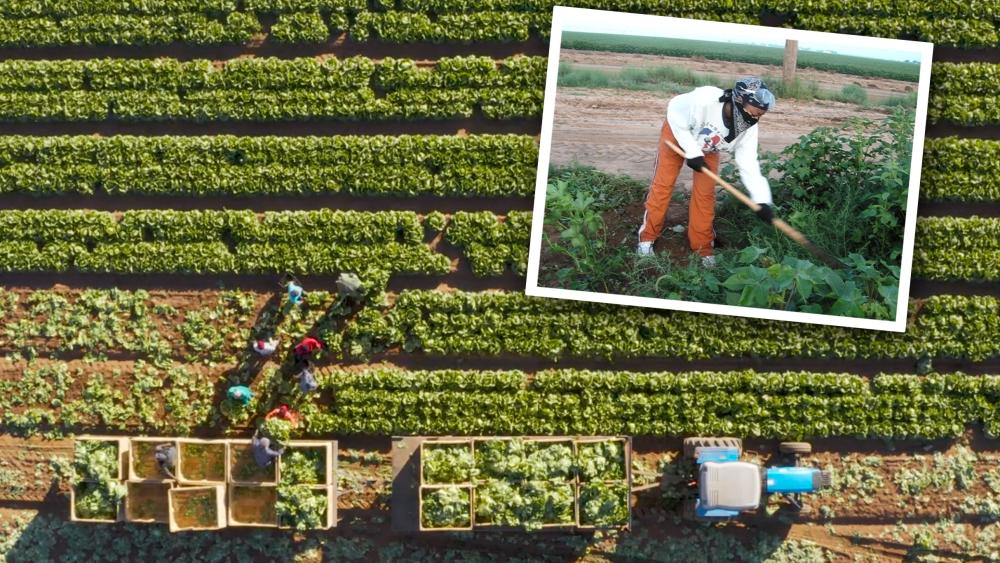 Faculty member's research aims to protect farmworkers from hazards in ...