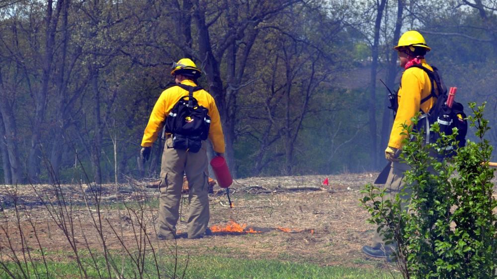 Prescribed fire could reduce tick populations and pathogen transmission ...