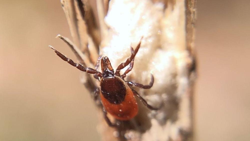 The bite stops here: Fighting Lyme disease with prevention | Penn State ...