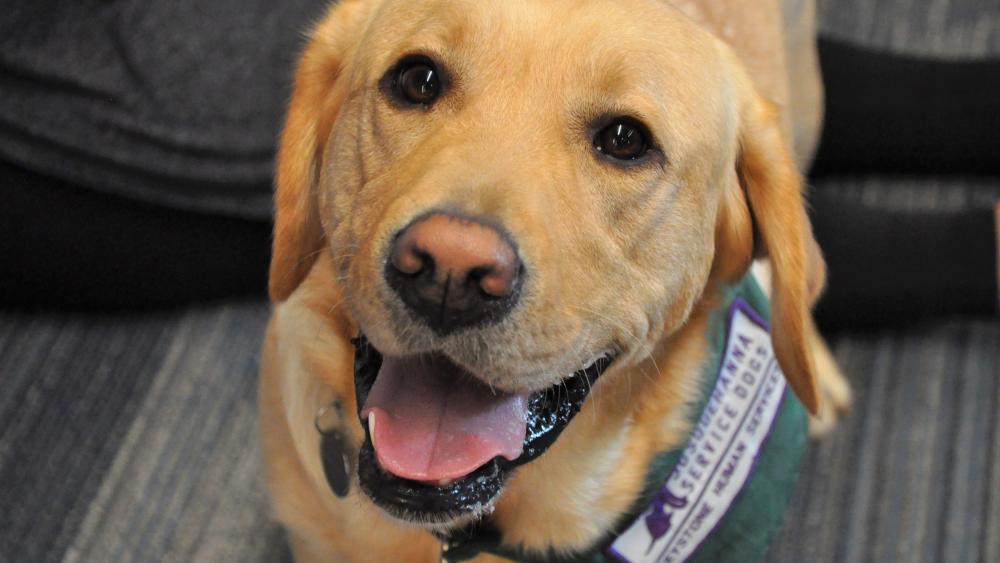 Photo Gallery: New facility dog brings smiles to Student Veteran Center ...