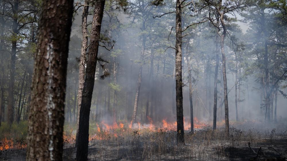Fighting fire with fire: Study gauges public perception of prescribed ...