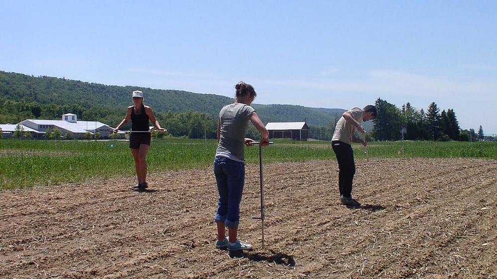 Some no-till crop rotations on dairy farms could benefit from strategic ...