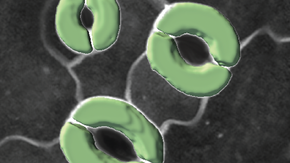 Novel 3D imaging model may show path to more water-efficient plants ...