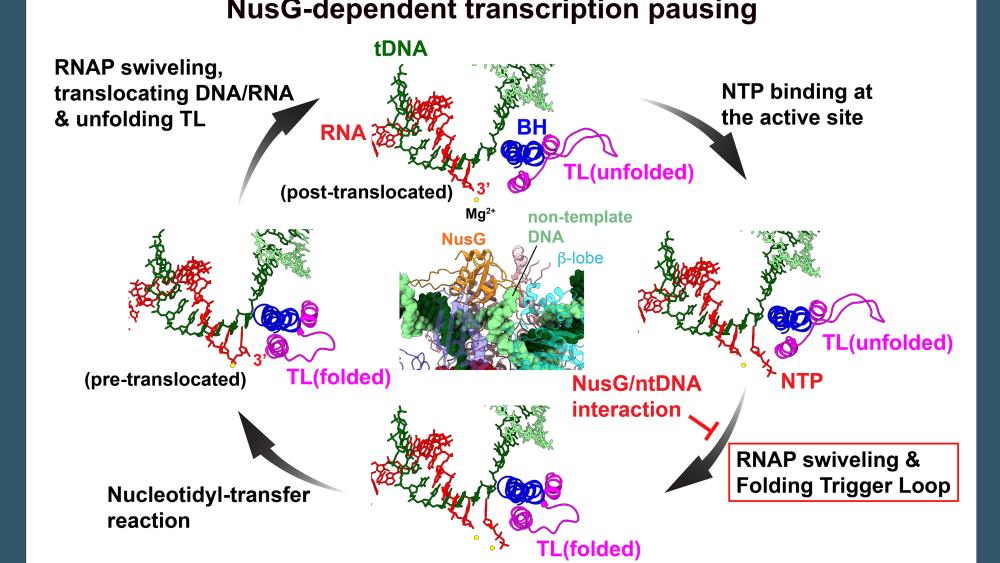 DNA stuck in the gears of the RNA production machine | Penn State ...