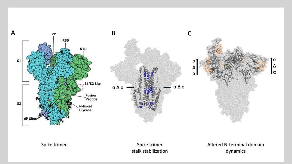 A tighter core stabilizes SARS-CoV-2 spike protein in new emergent ...