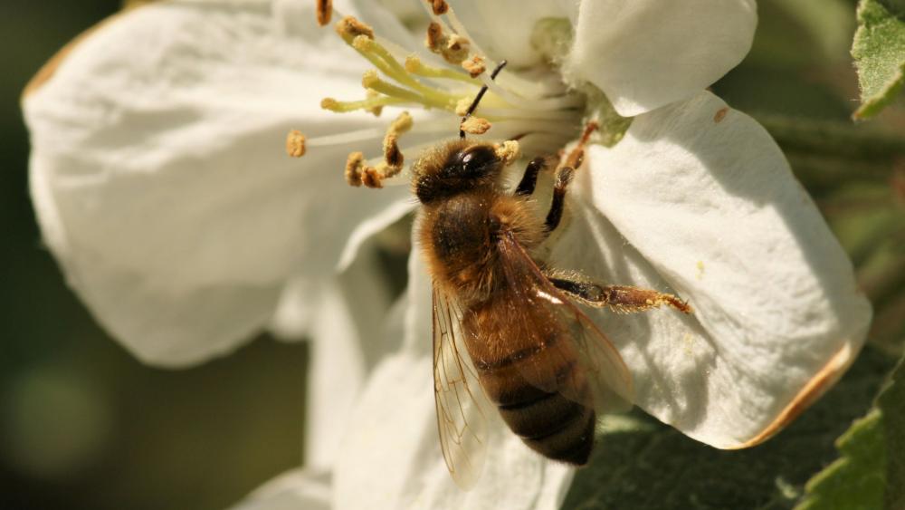 Study: Mapping people’s knowledge of bees may aid in pollinator ...