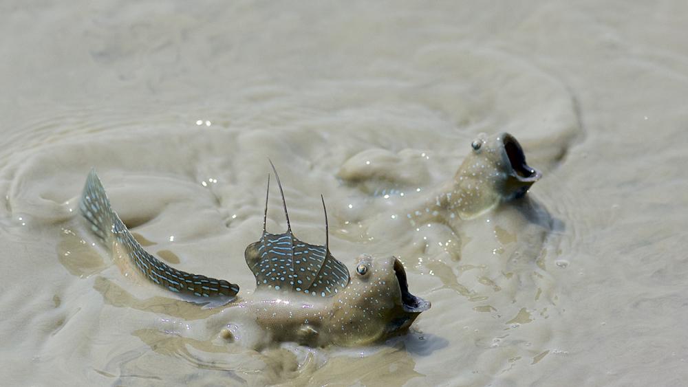 A blinking fish reveals clues as to how our ancestors evolved from ...
