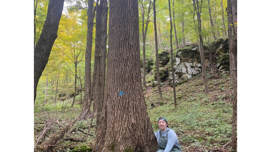 Research Spotlight: Arbor Day, Penn State research in tree molecular ...
