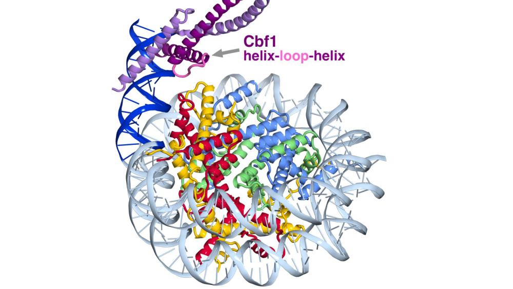 How 'master regulators' of cells make DNA accessible for gene ...