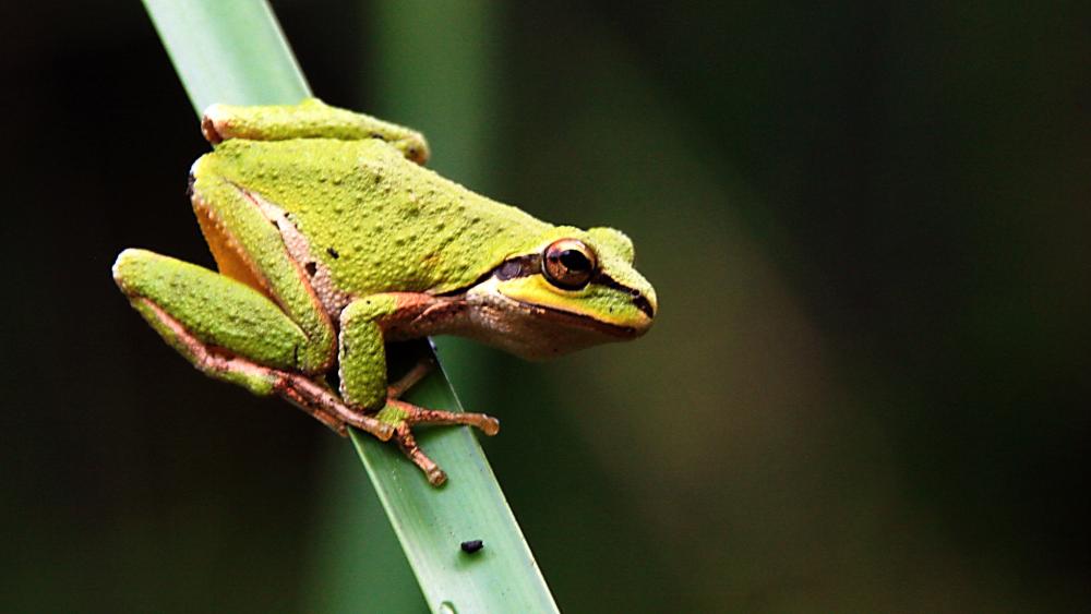 Vaccine against deadly chytrid fungus primes frog microbiome for future ...