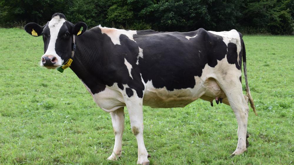 Animal scientist receives USDA grant to study reproductive dysfunction ...