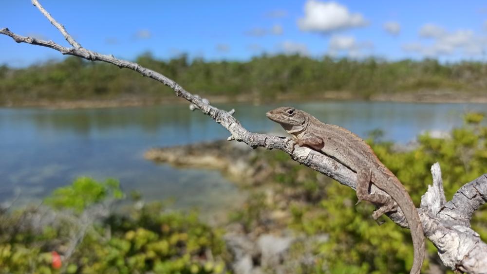 How evolution in wild animals feeds back into the environment | Penn ...