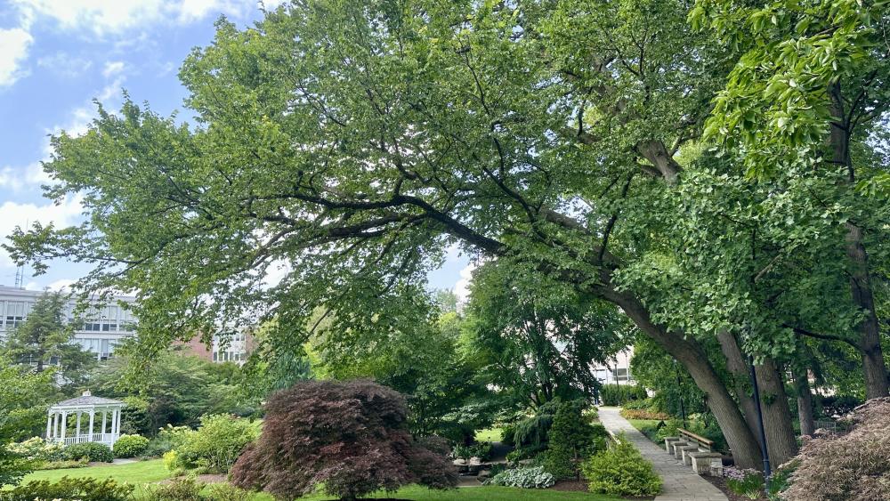 Elm tree at Hintz Alumni Center to be removed Aug. 15 | Penn State ...