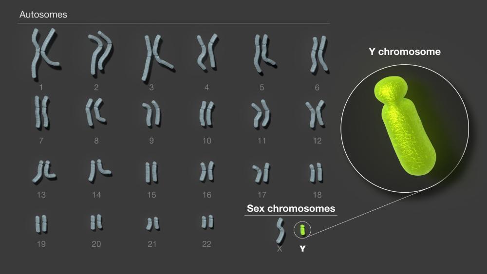 DNA sequence of the human Y chromosome fully determined for first time ...