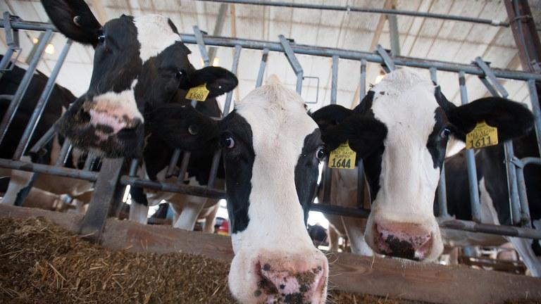 Cattle on low-protein rations may need amino acid supplement to boost ...