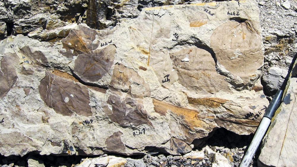 Fossils show widespread plant extinctions after asteroid wiped out ...