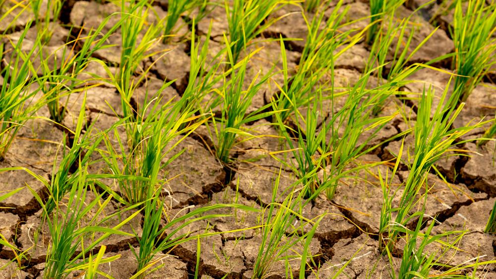 Adapting to climate change: Individuals take action while governments ...