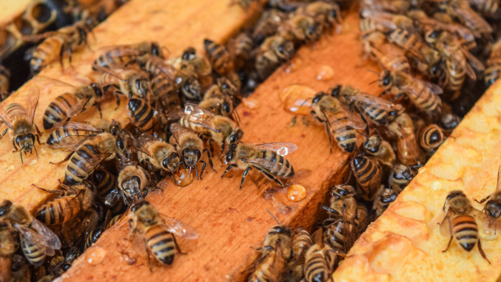 Dangerous bee virus less deadly in at least one US forest, researchers ...