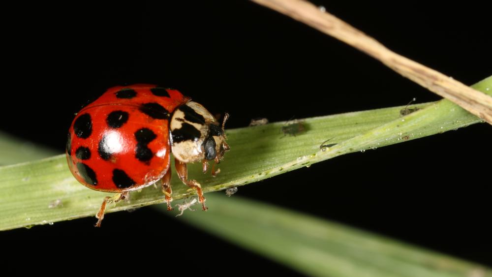 Ladybug scents offer a more ecologically friendly way to protect crops ...