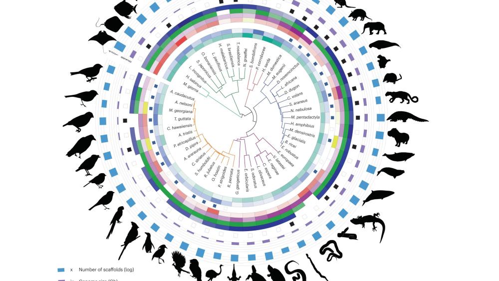 Researchers assemble 51 animal genomes using publicly accessible ...