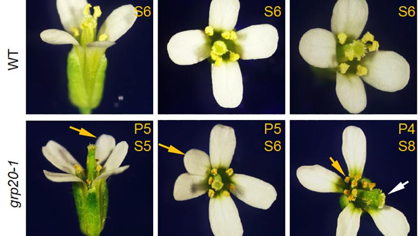Newly identified protein helps flowers develop all the right parts ...